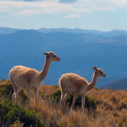 Happy Llama Day! | Frisco Public Library