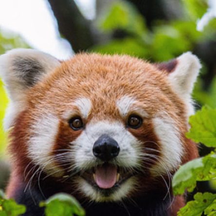 Animals to Love | Frisco Public Library