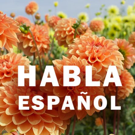 Trying to Learn Spanish? | Frisco Public Library