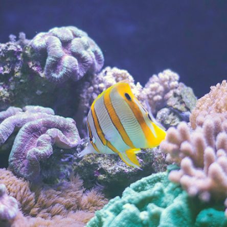 Coral Reef Awareness Week | Frisco Public Library